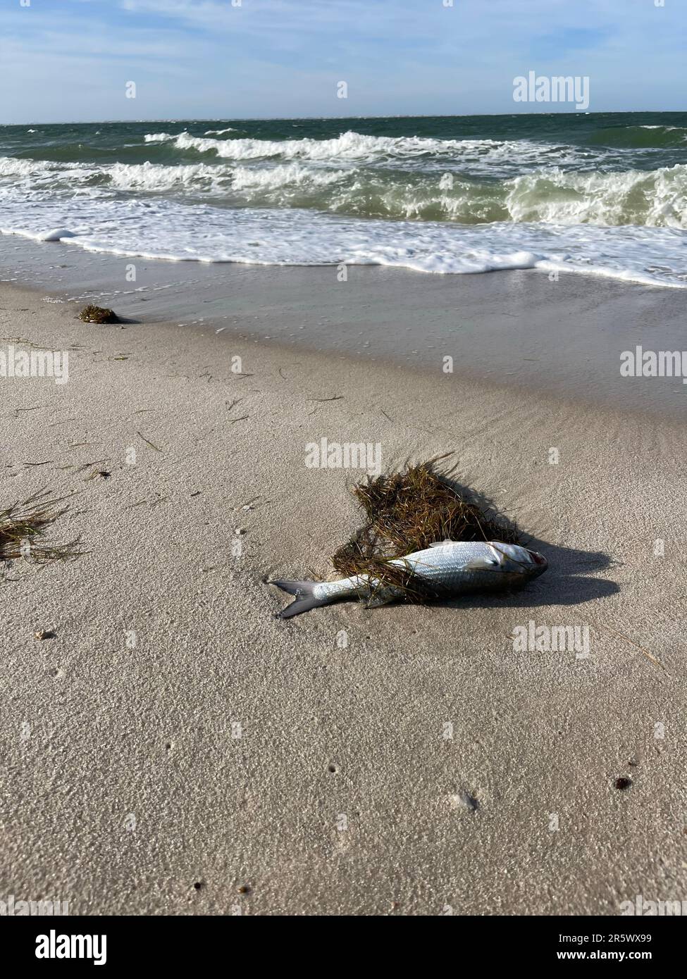 A vertical closeup of a dead fish in seaweed on a sandy beach Stock ...
