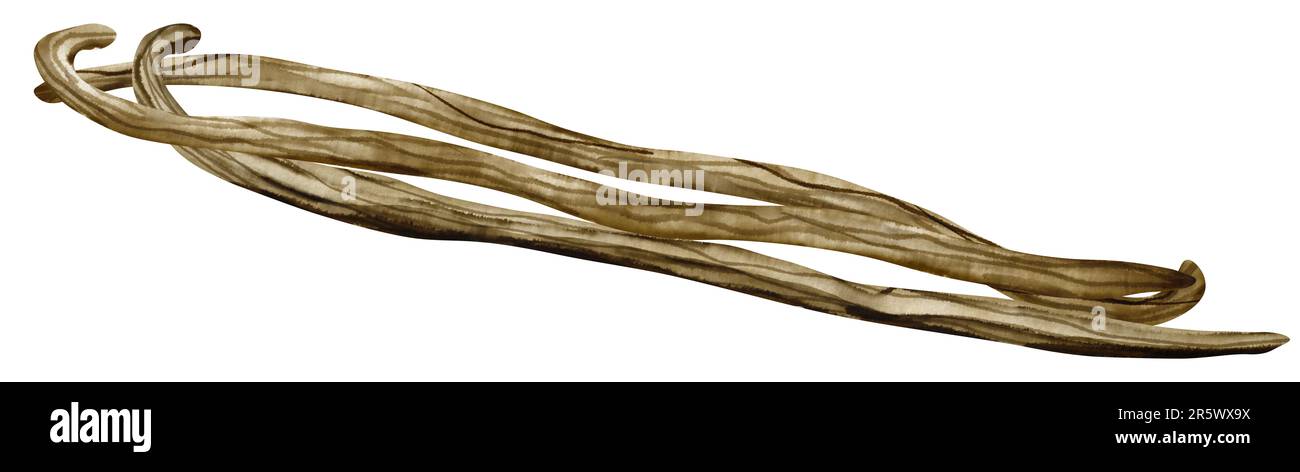 Vanilla Sticks. Watercolor hand drawn illustration of Floral pods on ...