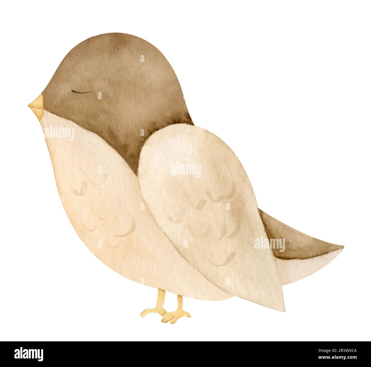 Cute little Bird. Hand draw watercolor illustration of sparrow on white ...