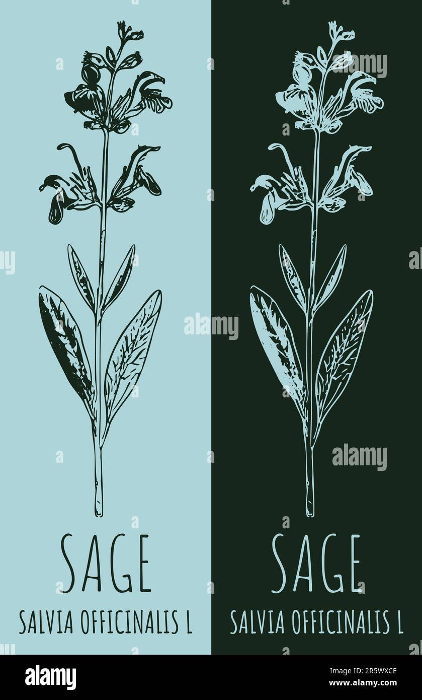 Drawings sage. Hand drawn illustration. Latin name Salvia officinalis L ...