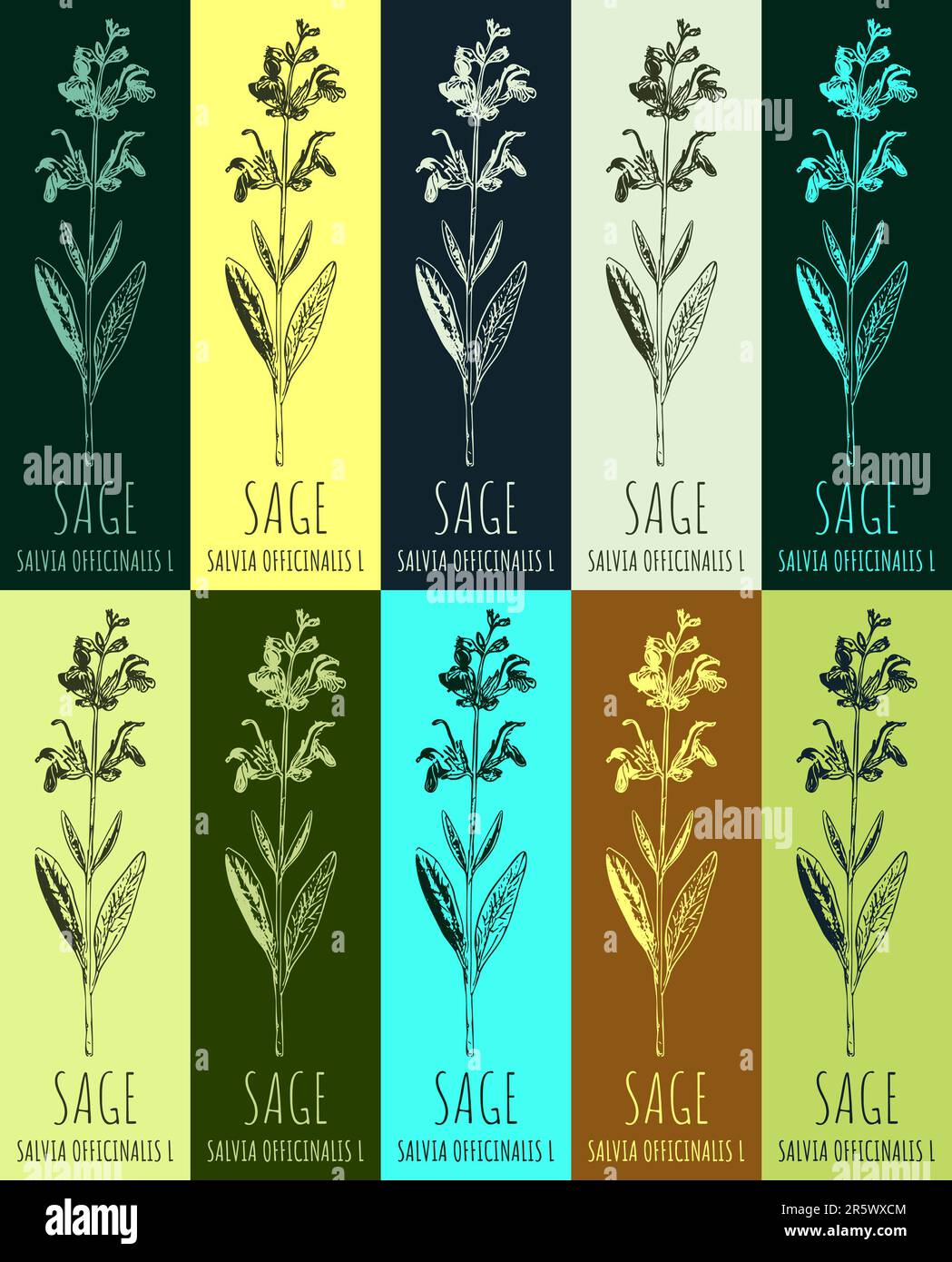 Set of drawing of sage in various colors. Hand drawn illustration ...