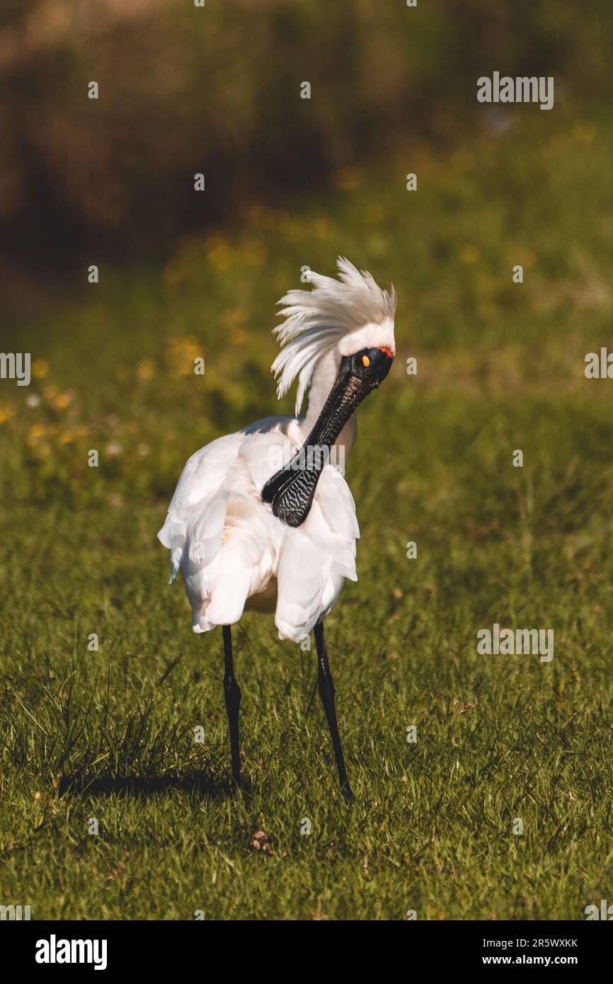 White chest bird hi-res stock photography and images - Alamy