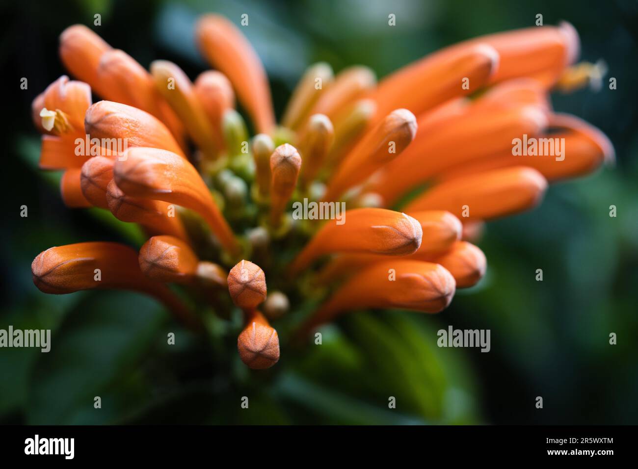 Slender petals hi-res stock photography and images - Alamy