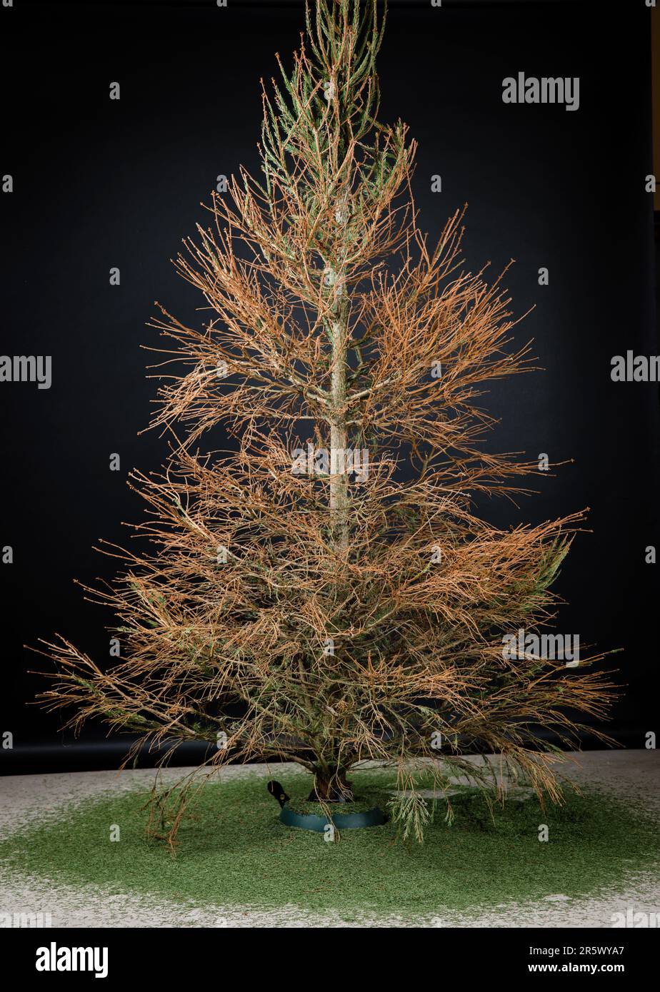 A small tree stands in a lush green meadow, its delicate branches ...