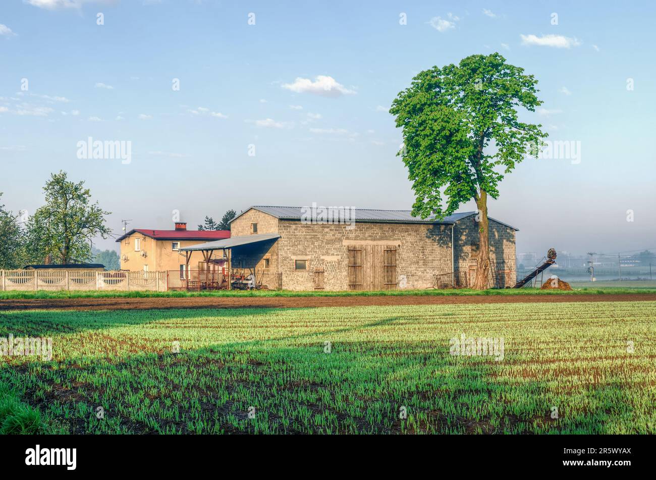Spring rural landscape. The old barn in the countryside in the morning ...