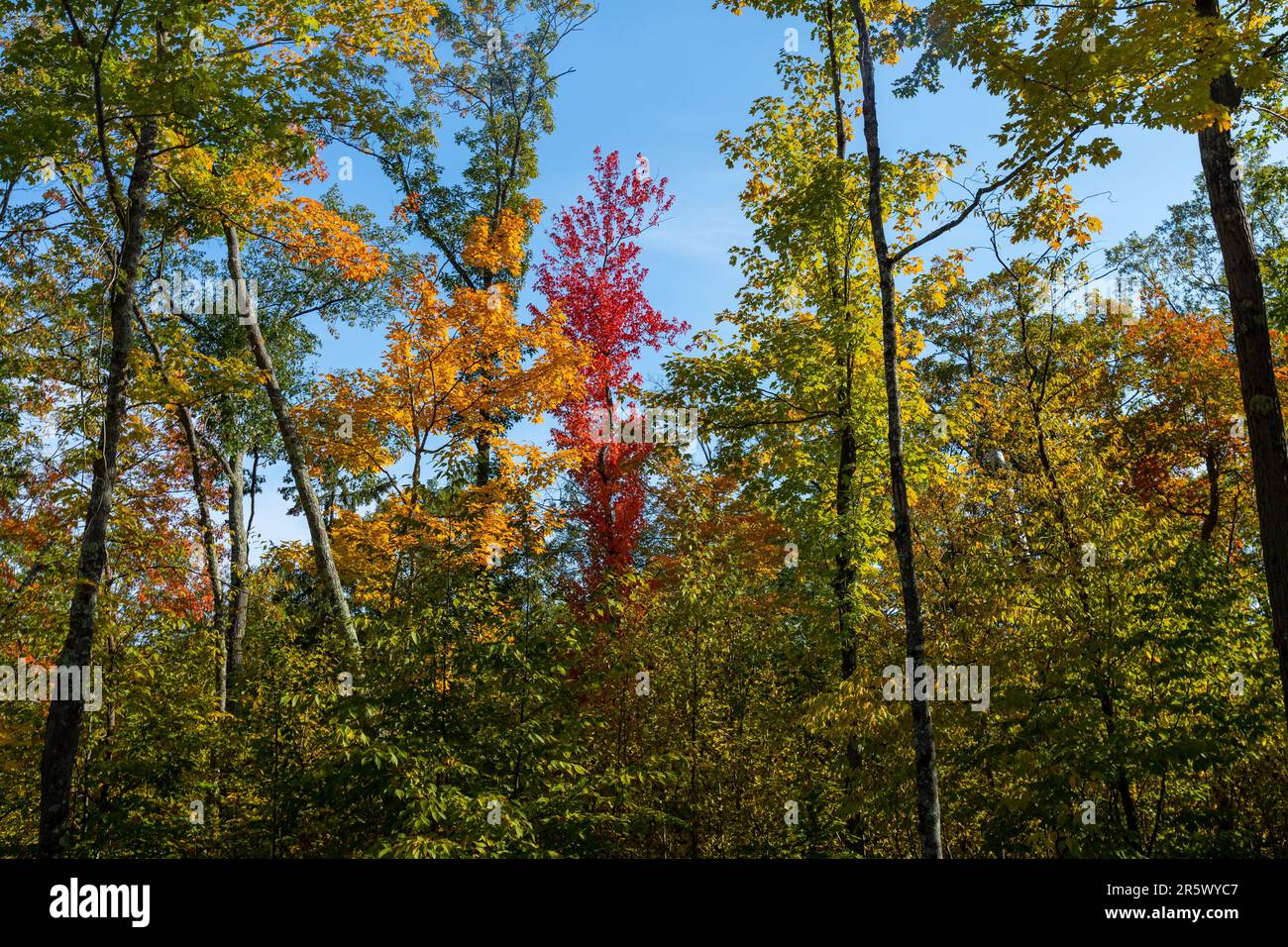 An autumnal landscape featuring tall trees with their leaves turning to ...