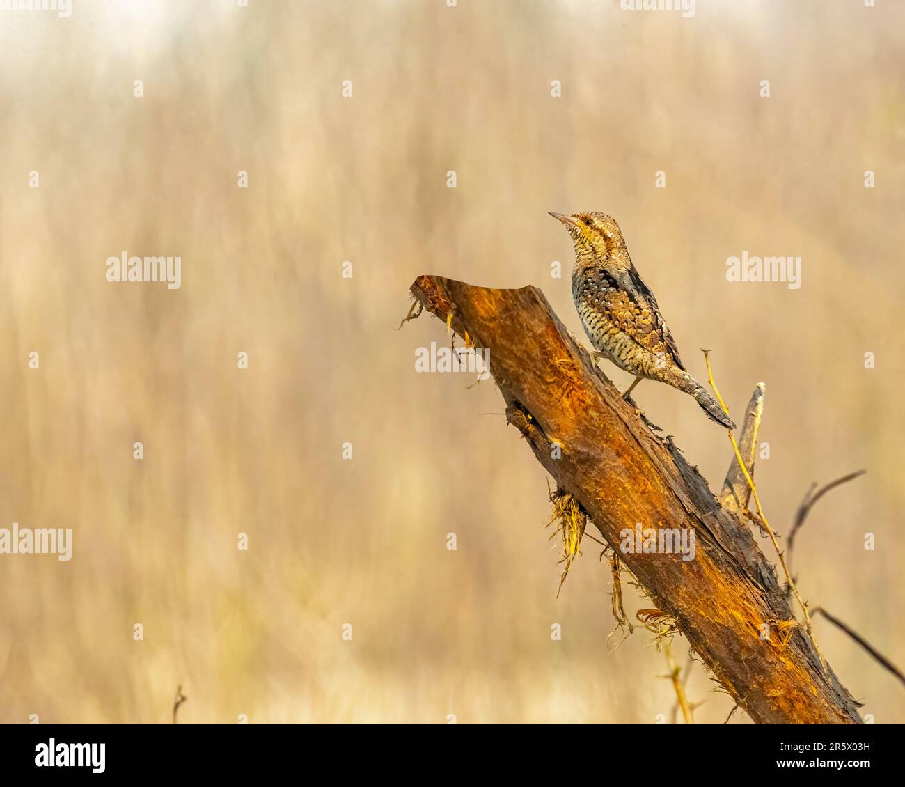 Ruffled bird hi-res stock photography and images - Alamy