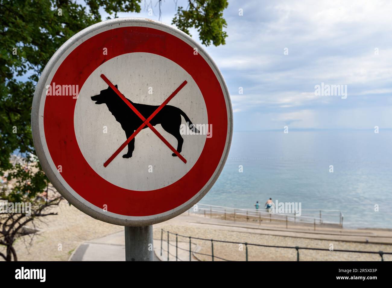 Sign prohibiting canines from entering a tropical beach, with 'No Dogs ...