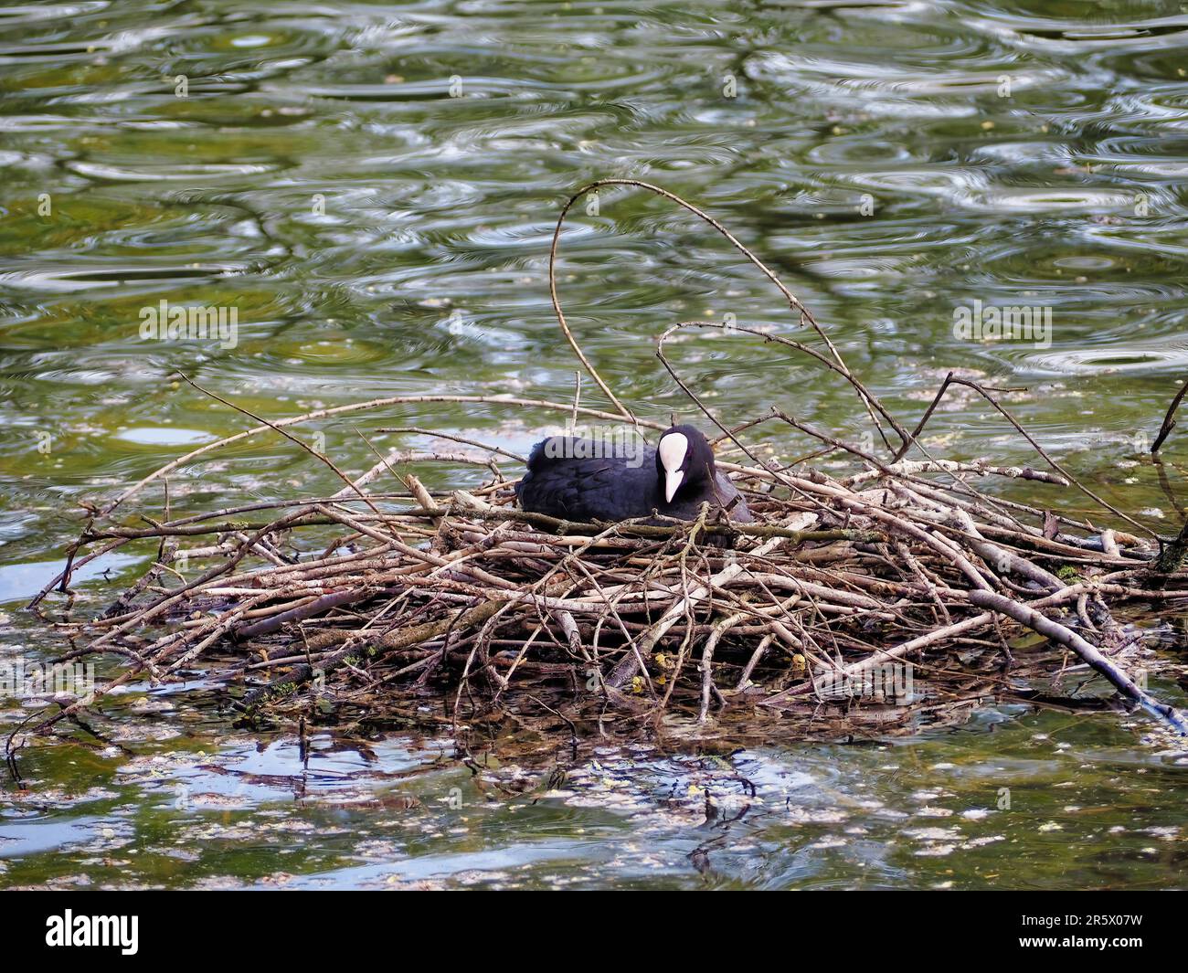 A black bird perched on a nest built with twigs floating in the water ...