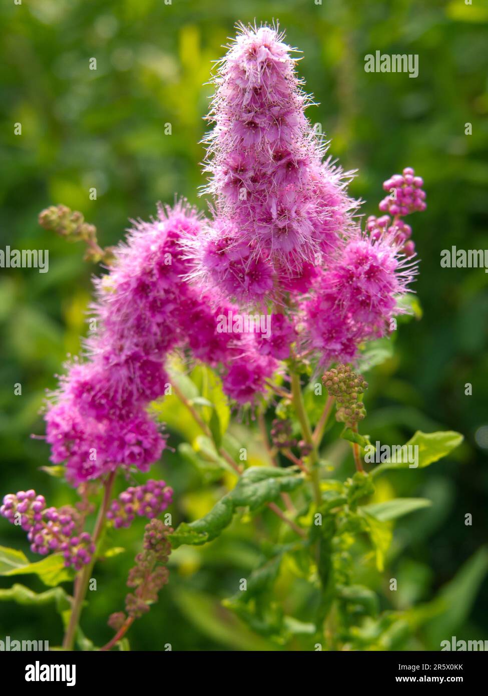 A vibrant cluster of pink flowers stand out in the lush green grass ...