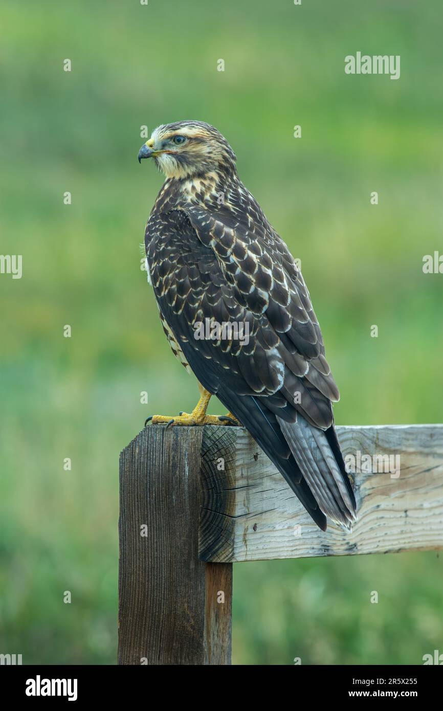 Immature Swainson's hawk (Buteo swainsoni) sitting on fence post ...