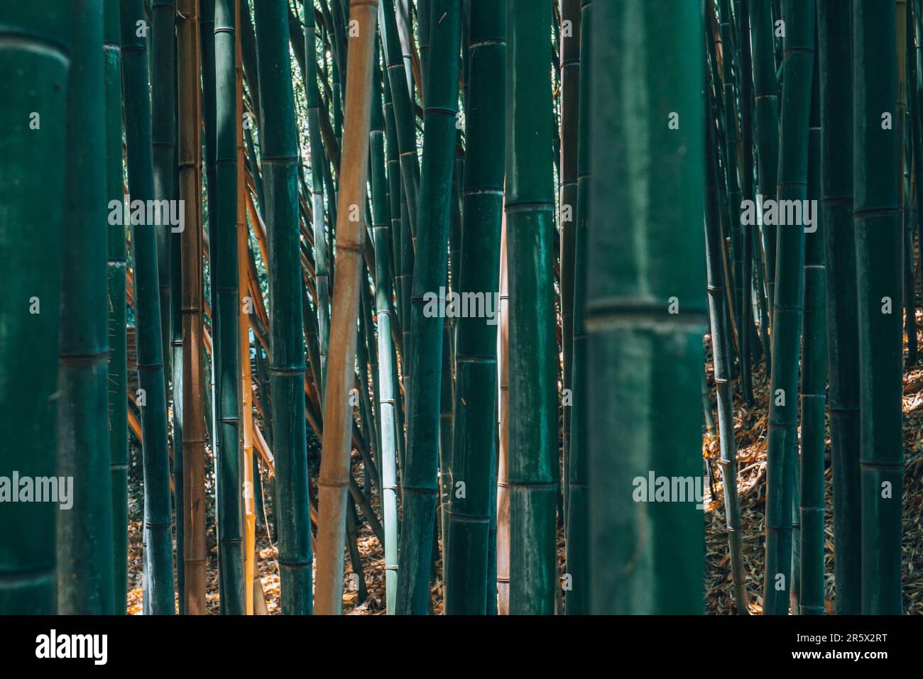 The bamboo trunks create the green texture of the bamboo forest Stock ...