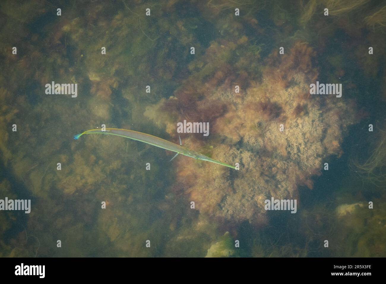 Silver Needlefish Know also as Asian Freshwater Needlefish, Needlenose ...