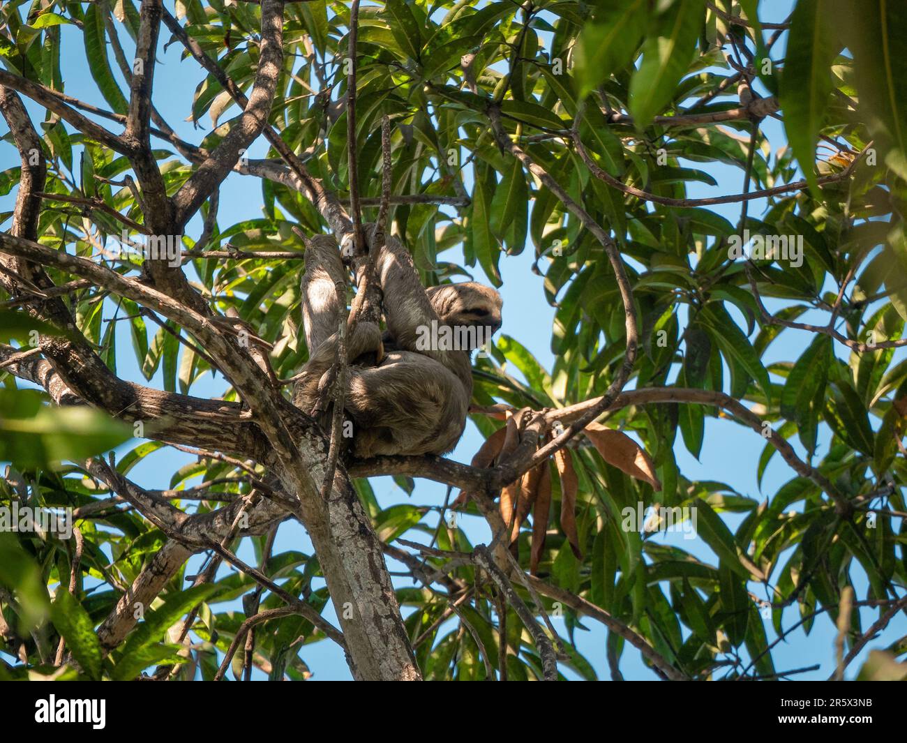 Sloth hanging from tree hi-res stock photography and images - Alamy