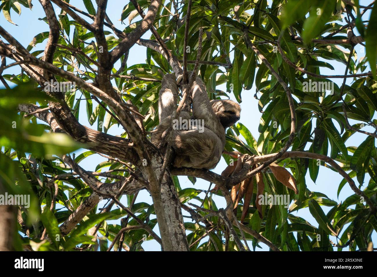 Sloth hanging from tree branch hi-res stock photography and images - Alamy
