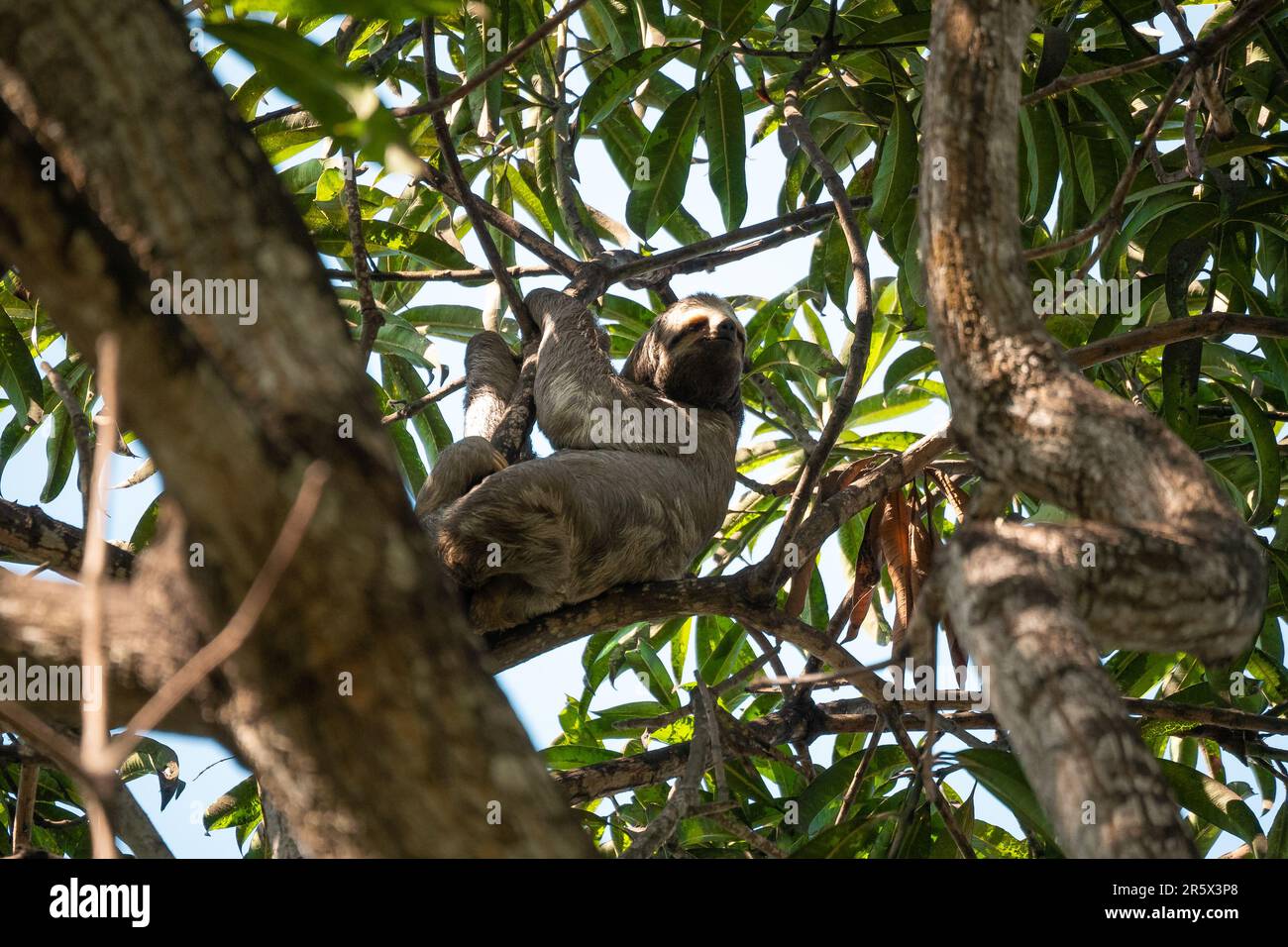 Sloth hanging from tree hi-res stock photography and images - Alamy