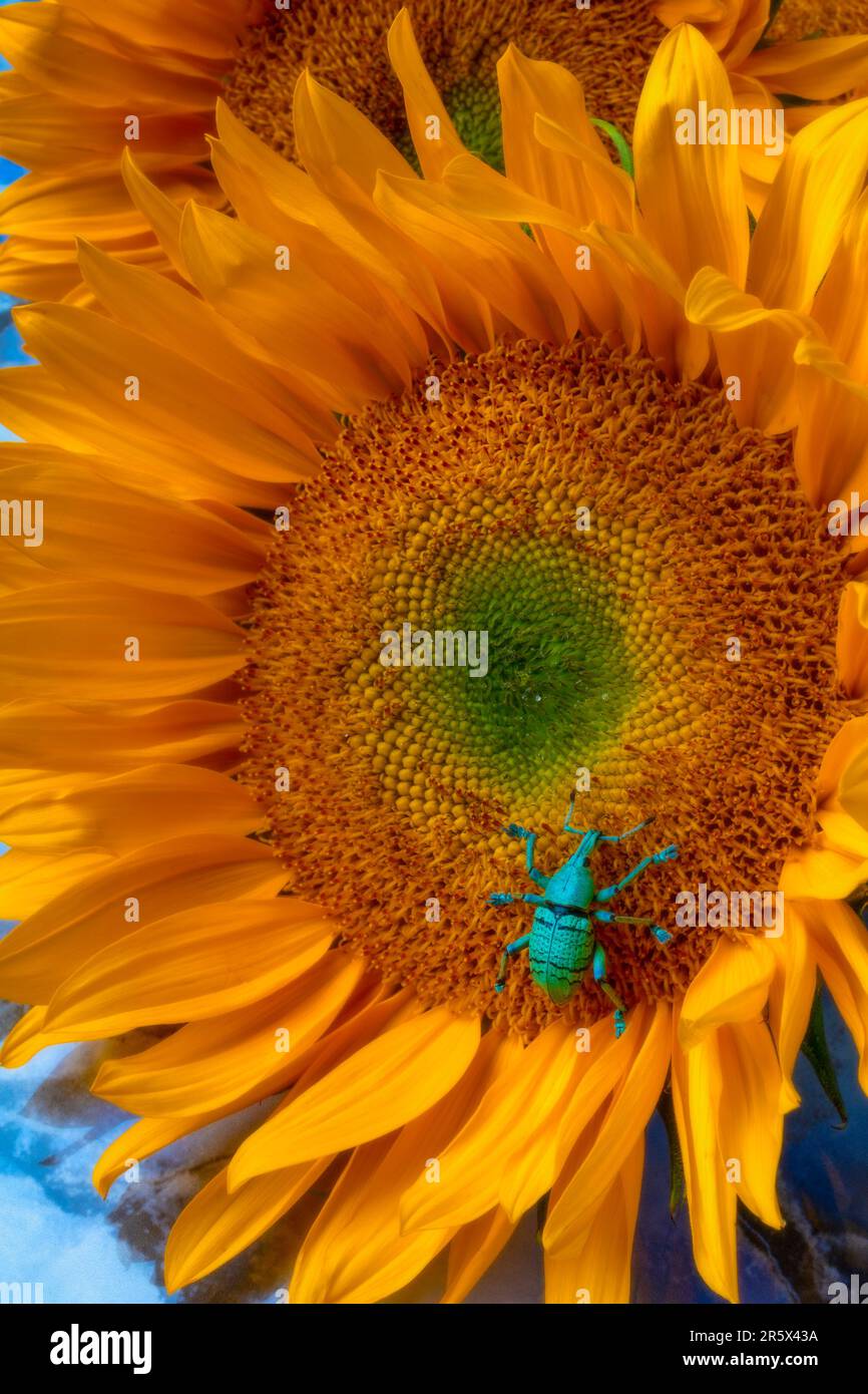Boll Weevil Close Up On Sunflower Still life Stock Photo - Alamy