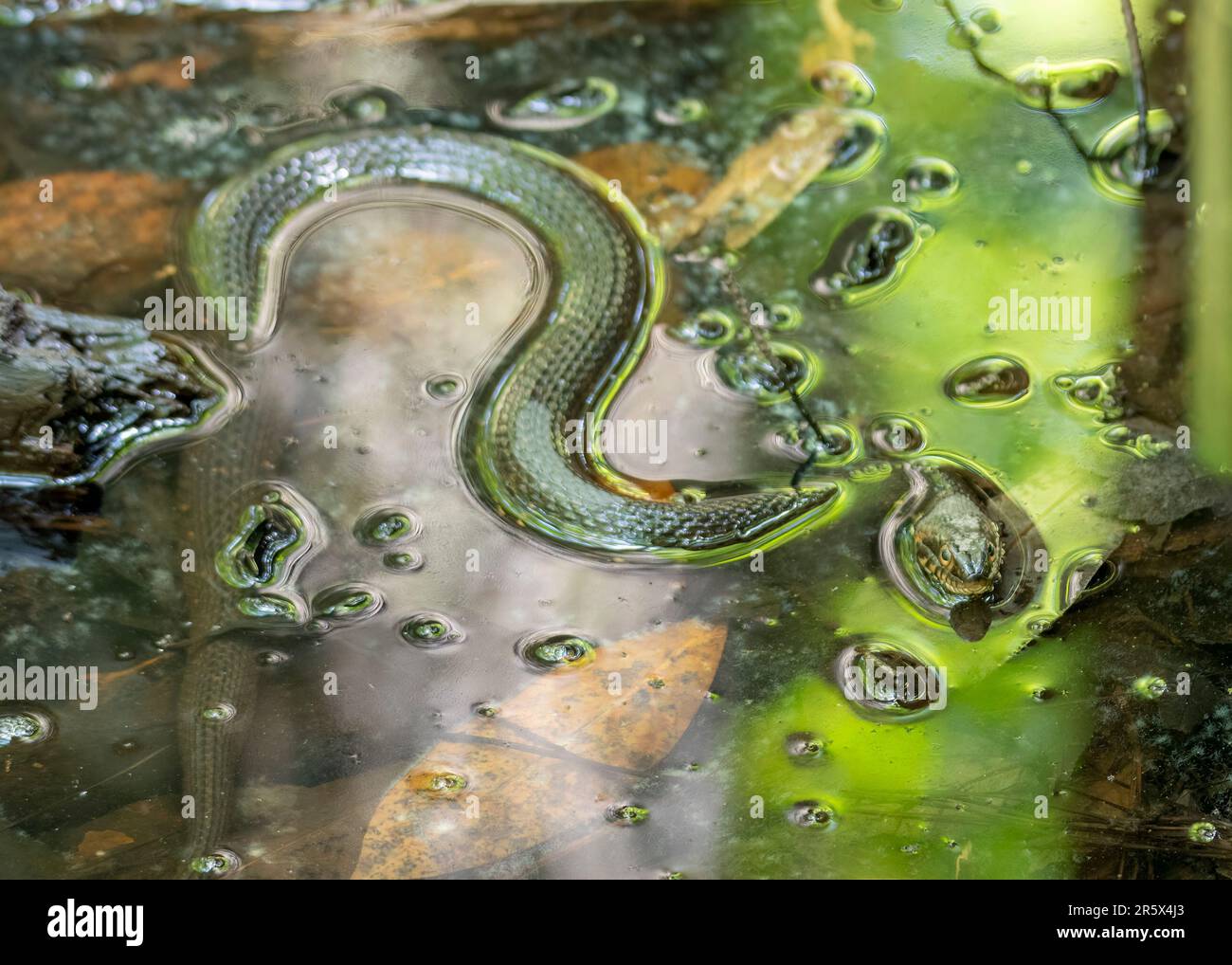 Water Snake Resting on the edge of a creek waiting for orey Stock Photo ...