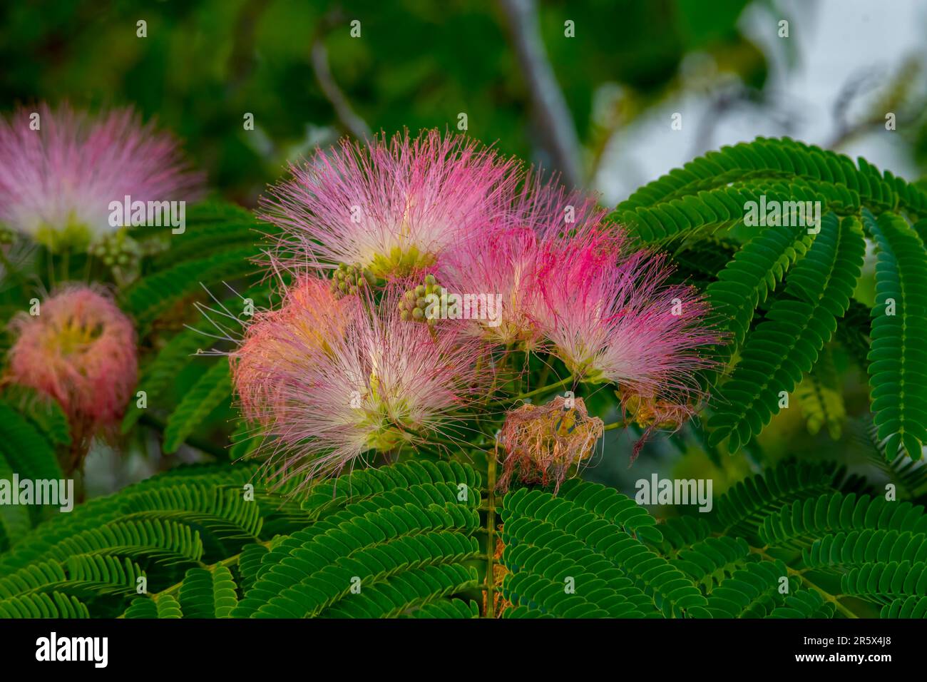 Persian Silk Tree flower blossoms in the spring Stock Photo - Alamy