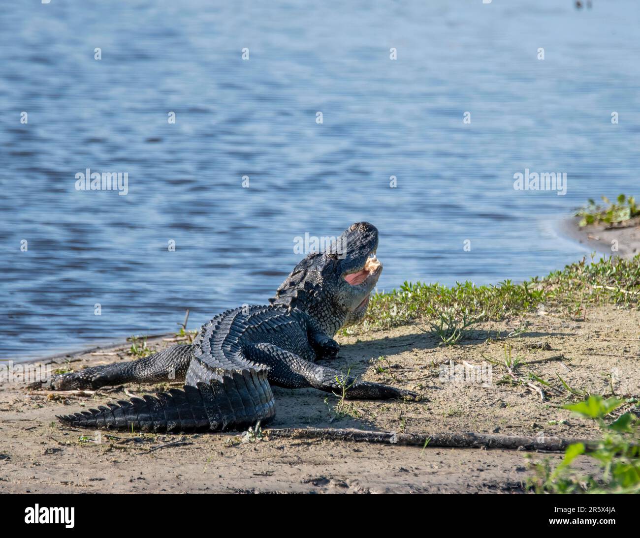 American Alligator basking in the sun on the shore Stock Photo - Alamy