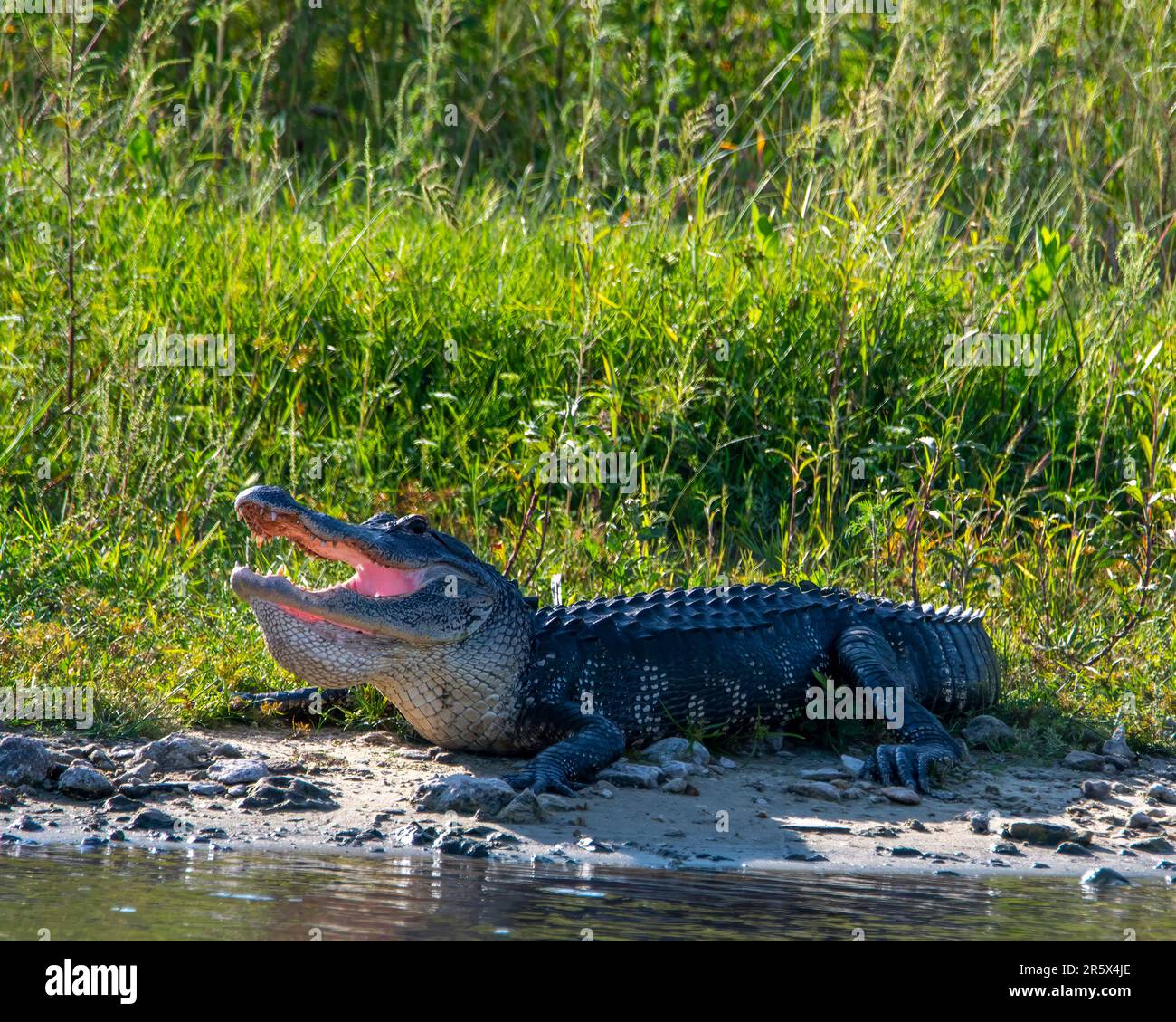 American Alligator basking in the sun on the shore Stock Photo - Alamy