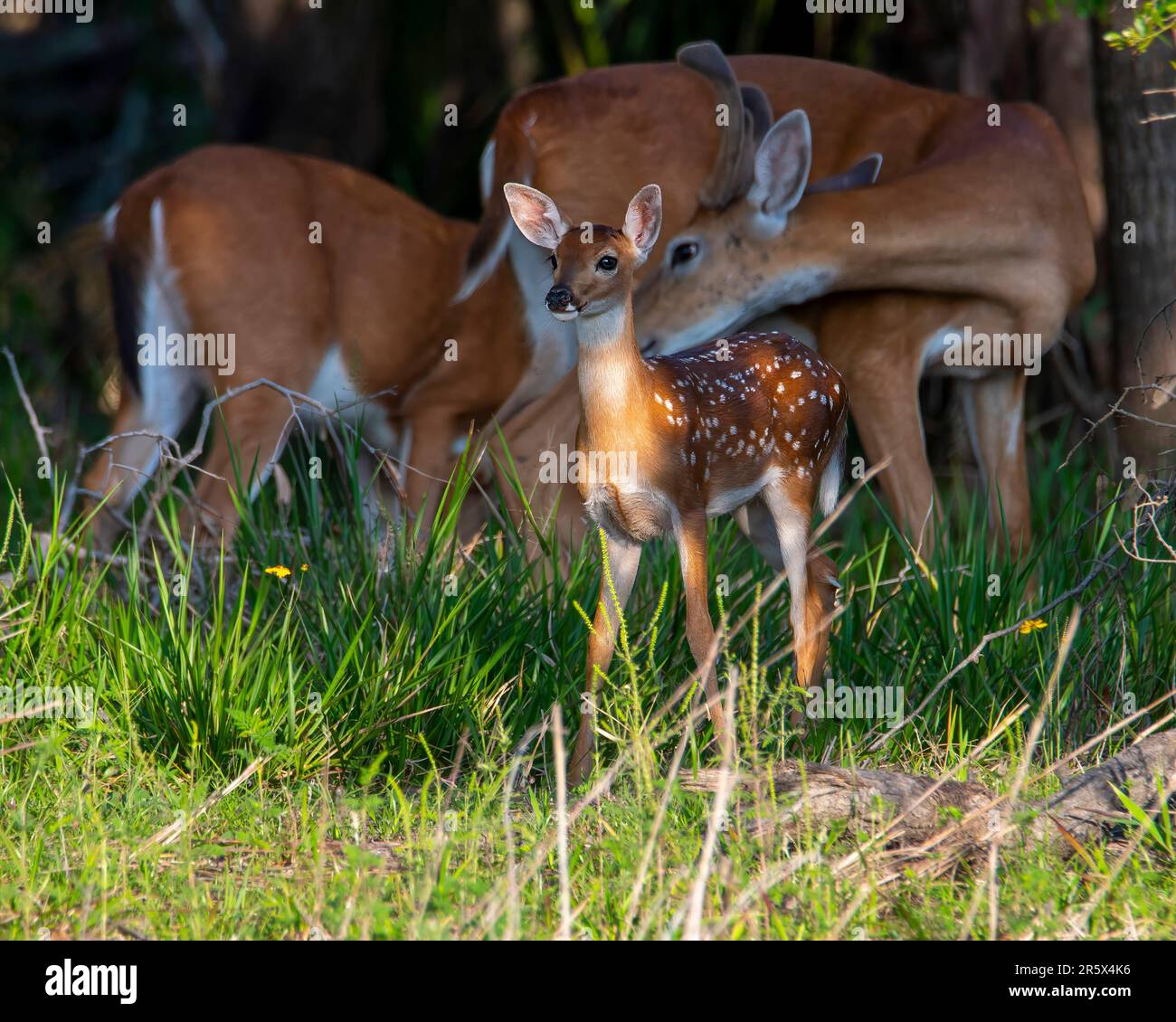 Whitetail deer buck with a fawn in the open on a nature trail Stock ...