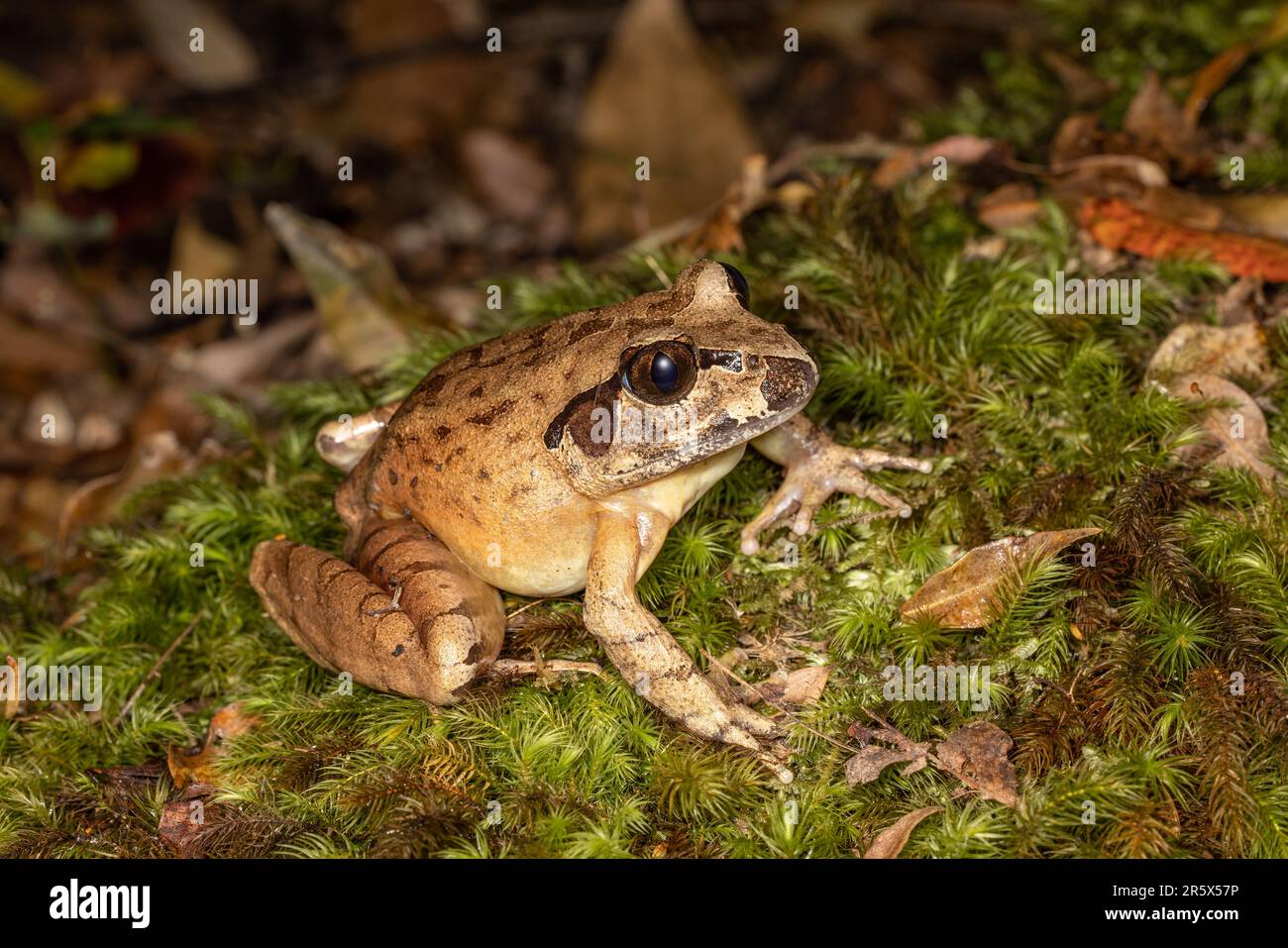 Australian Southern Stuttering Frog on forest floor Stock Photo - Alamy