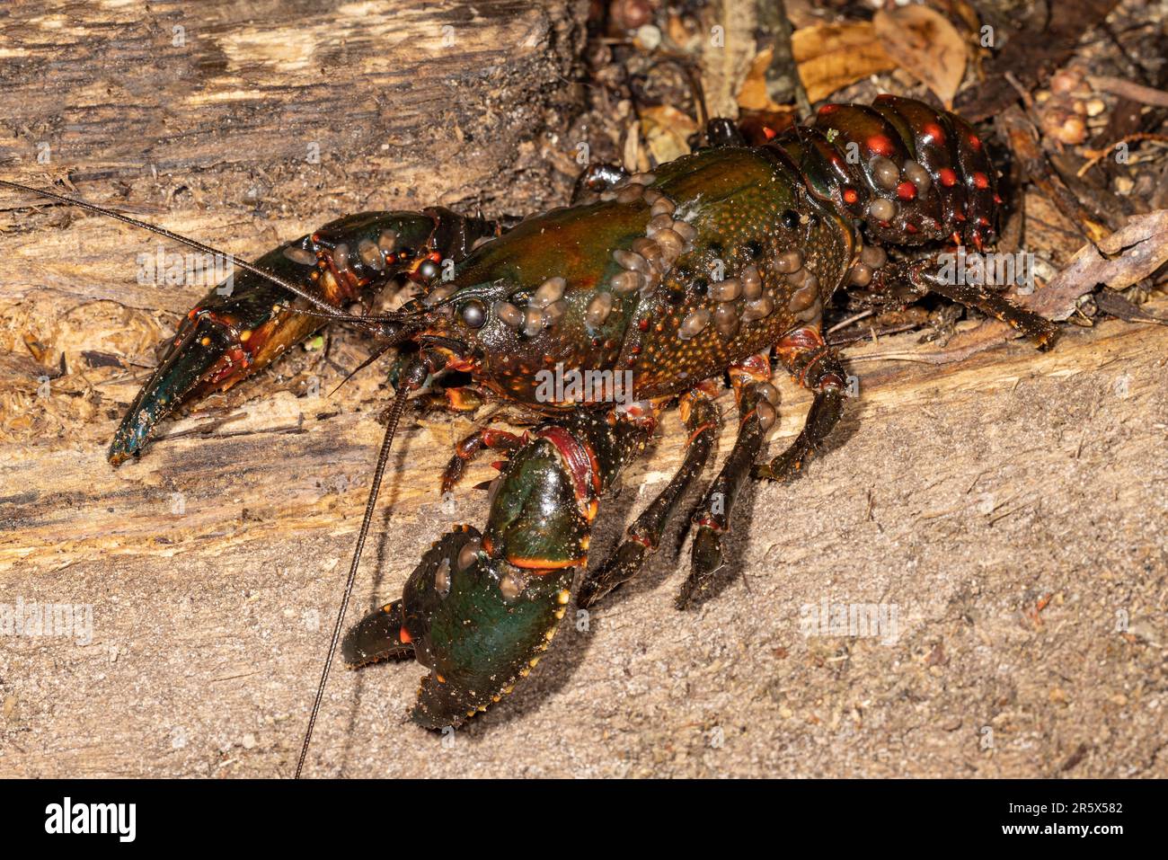 Australian Spiny Crayfish from Eastern New South Wales Stock Photo - Alamy