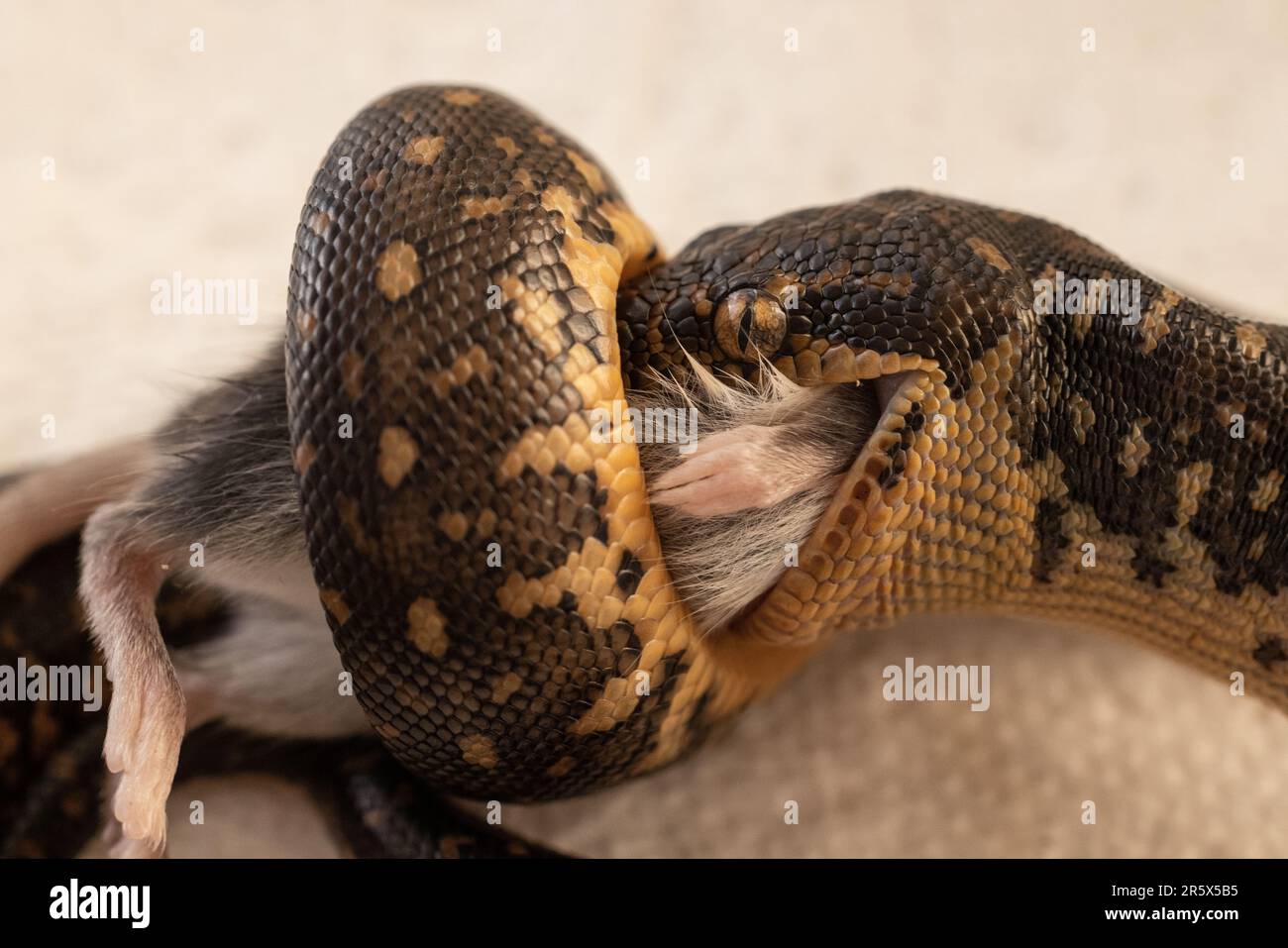 Juvenile Diamond Python feeding on rodent Stock Photo - Alamy