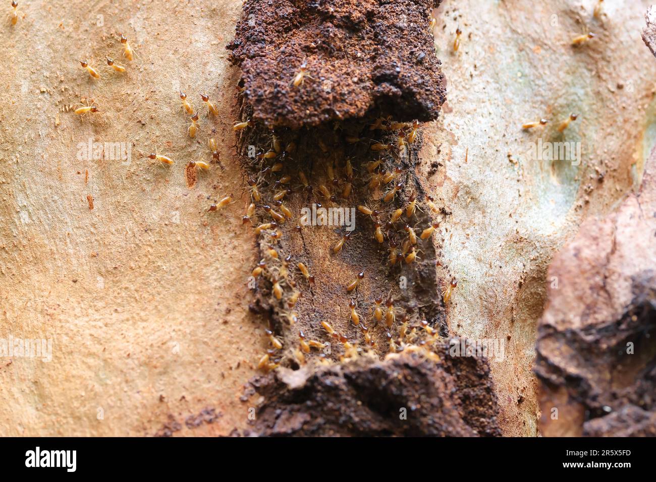 Australian Termites on tree trunk Stock Photo - Alamy