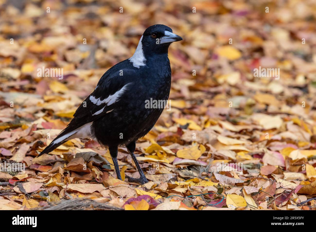 Magpie walking hi-res stock photography and images - Alamy
