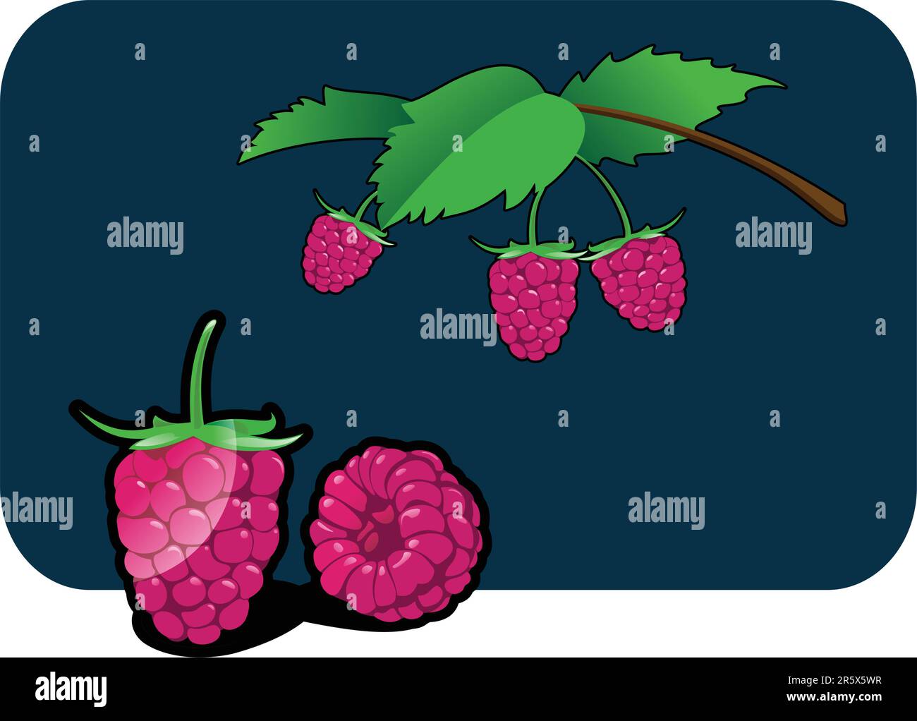 Vector color illustration of a raspberry. The vector file is in AI-EPS8 ...