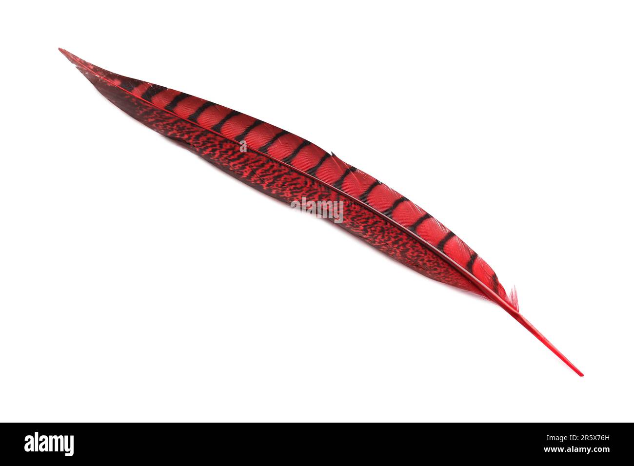 Beautiful red bird feather isolated on white, top view Stock Photo - Alamy
