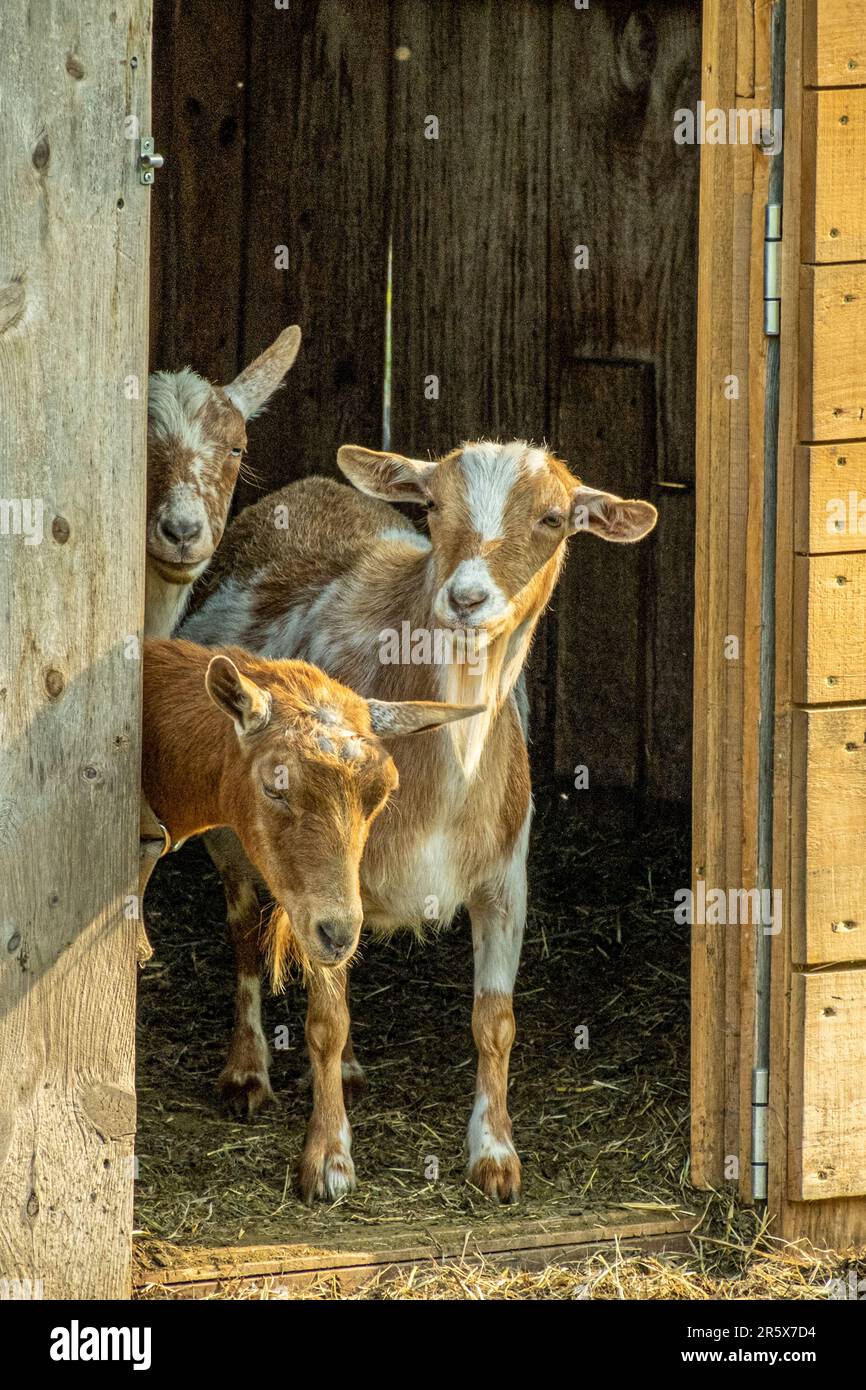 Nigerian town hi-res stock photography and images - Alamy