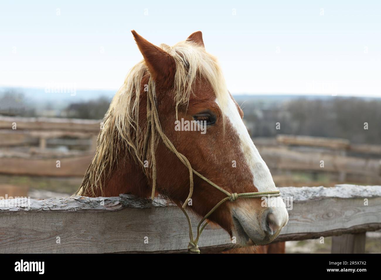 Adorable chestnut horse in outdoor stable. Lovely domesticated pet ...