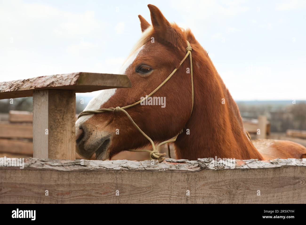 Adorable chestnut horse in outdoor stable. Lovely domesticated pet ...