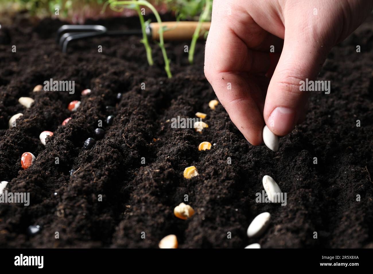 Dried bean plant soil hi-res stock photography and images - Alamy