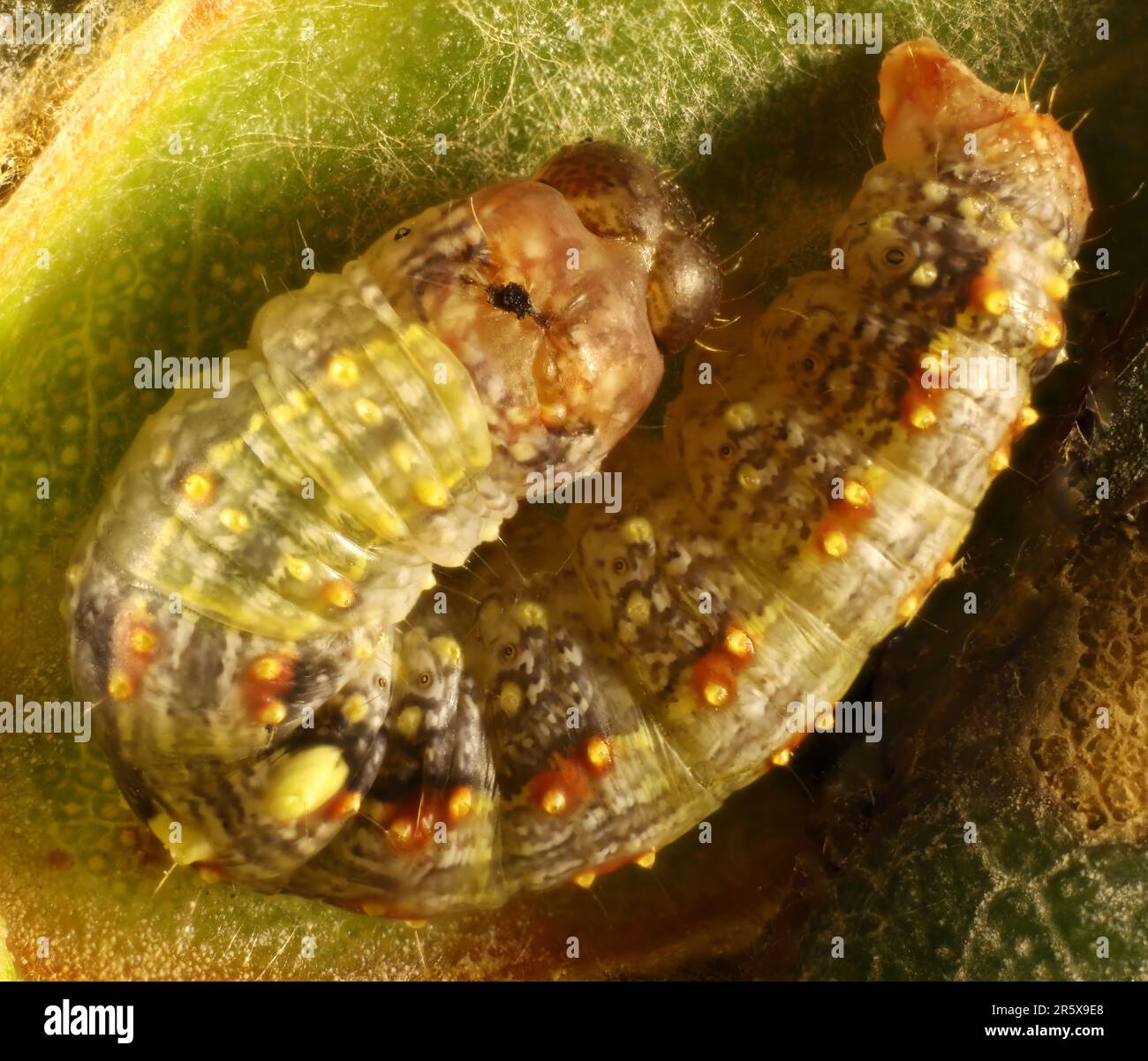Close-up of mature caterpillar of Autumn Gum Moth (Mnesampela private ...