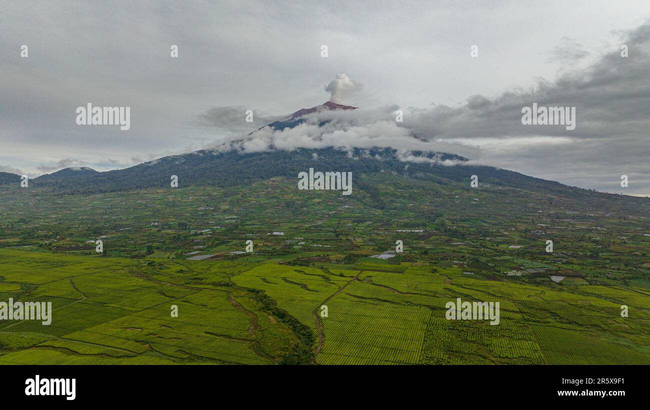 Kayu Aro tea plantation and Kerinci volcano. Tea estates in the tropics ...