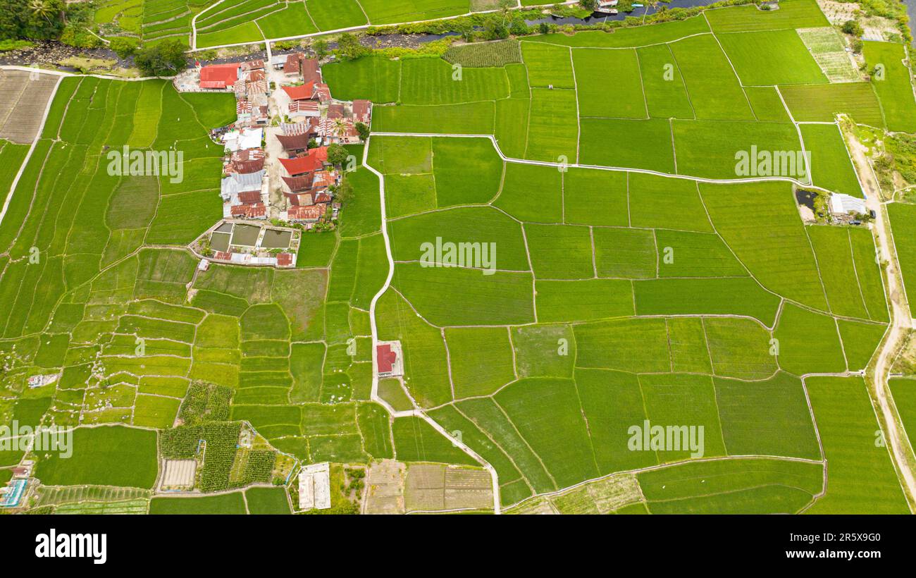 Aerial view of farmland with planting vegetables. Agricultural ...