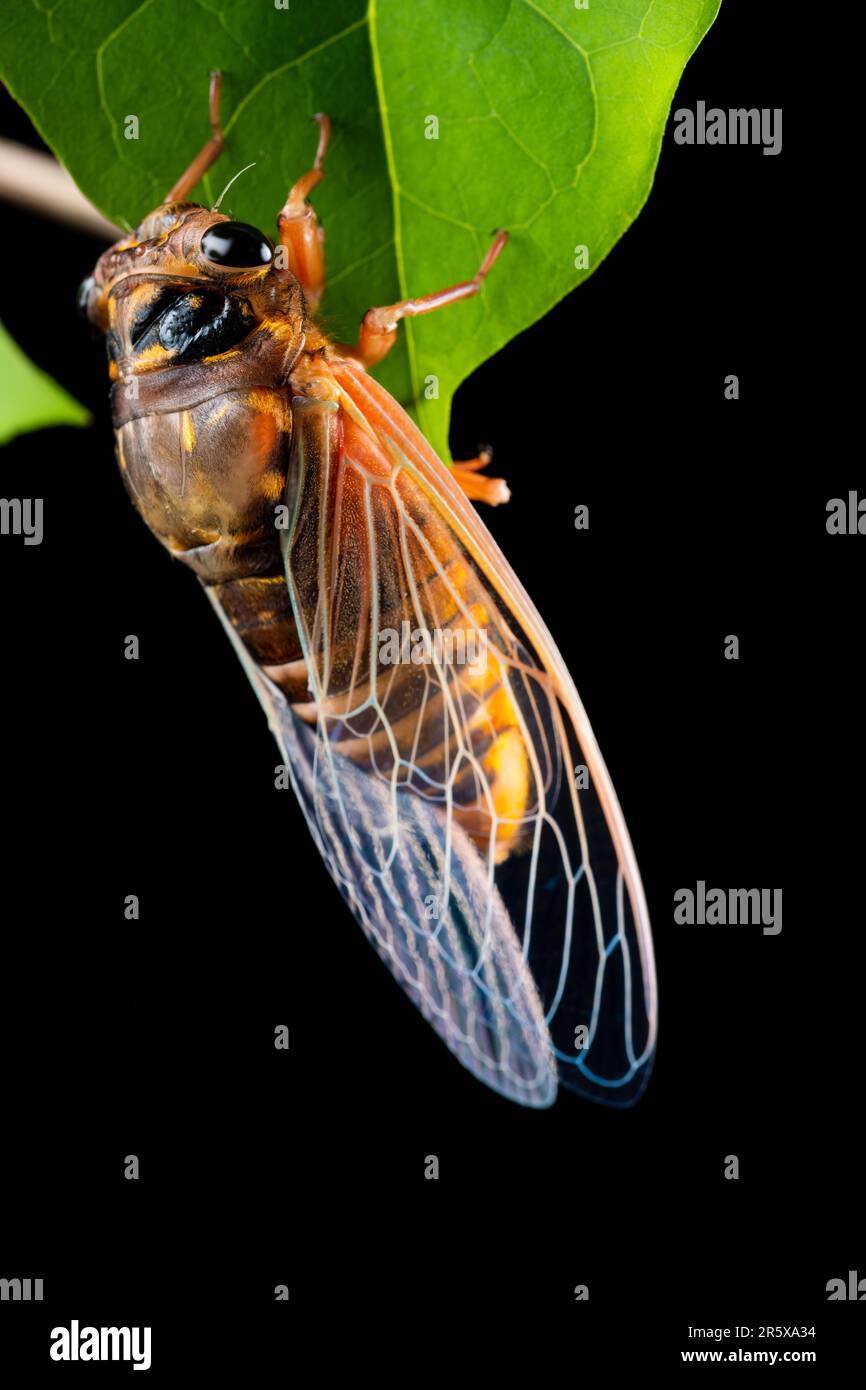 Orange wing cicada hi-res stock photography and images - Alamy