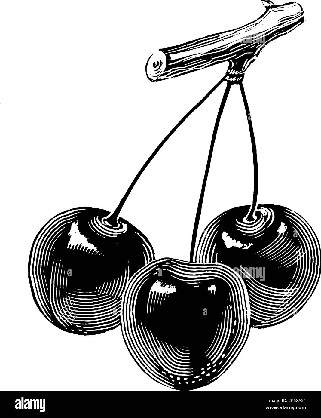 Vintage 1950s etched-style celery. Detailed black and white from ...