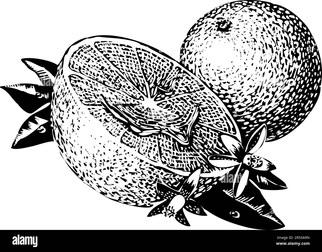 Vintage 1950s etched-style oranges; detailed black and white from ... Vintage 1950s etched-style oranges; detailed black and white from ...