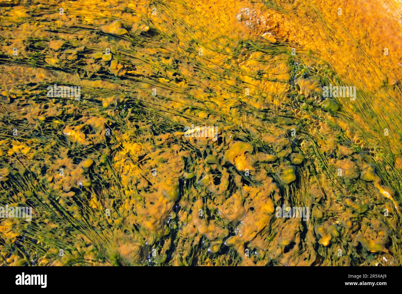 Abstract natural art and design. Colorful swirls of green, gold and ...