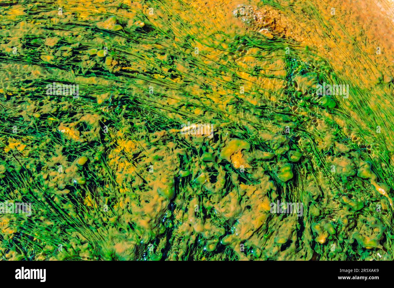 Abstract natural art and design. Colorful swirls of green, orange and ...