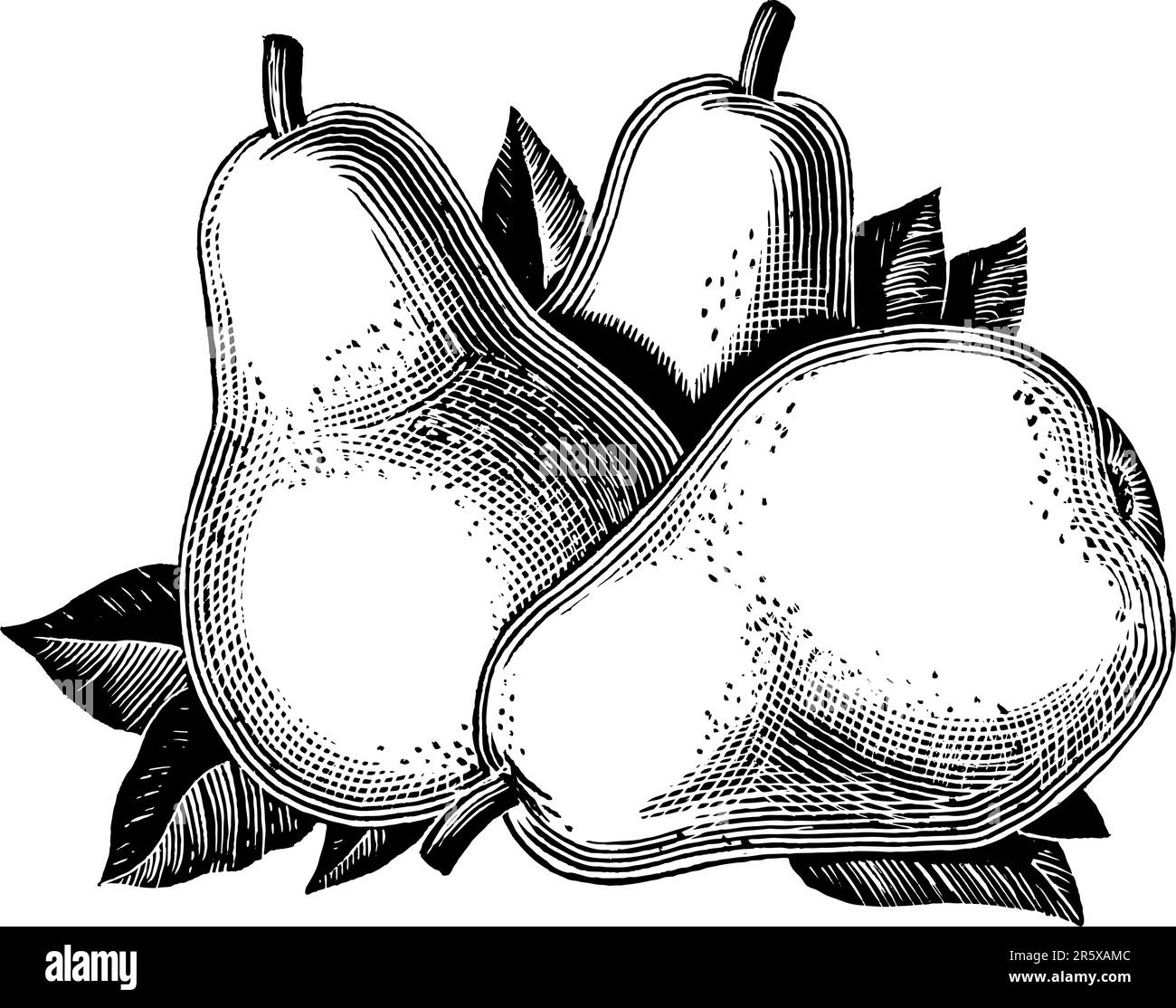 Vintage 1950s etched-style pears. Detailed black and white from ... Vintage 1950s etched-style pears. Detailed black and white from ...