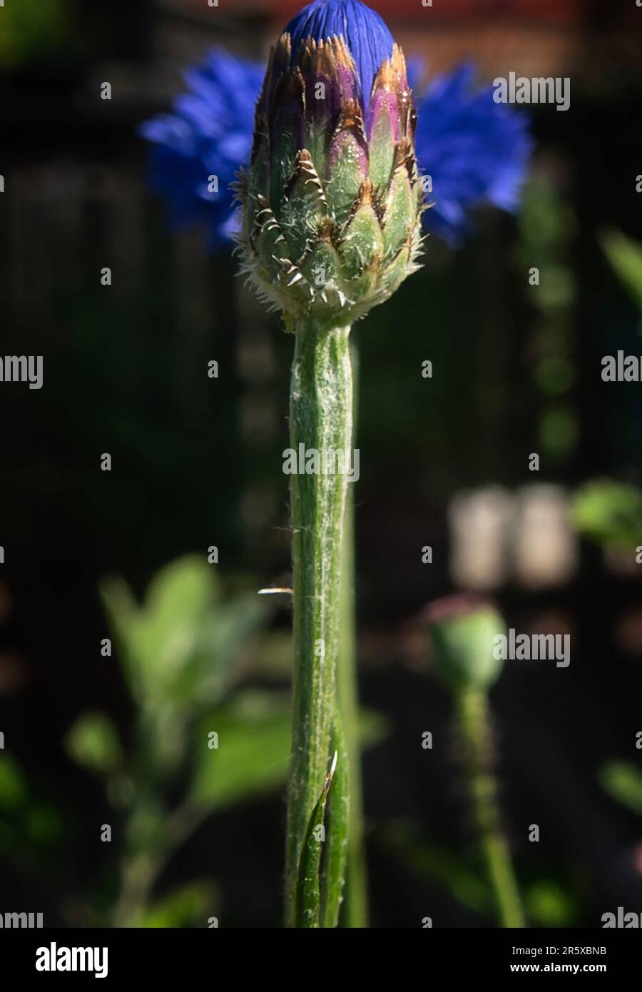 Burst open hi-res stock photography and images - Alamy