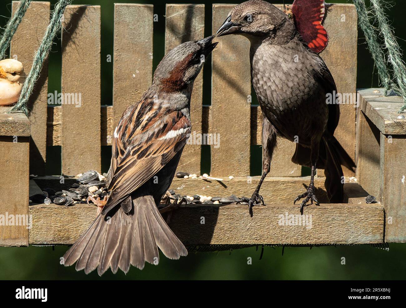 Birds arguing on a bird feeder Stock Photo - Alamy