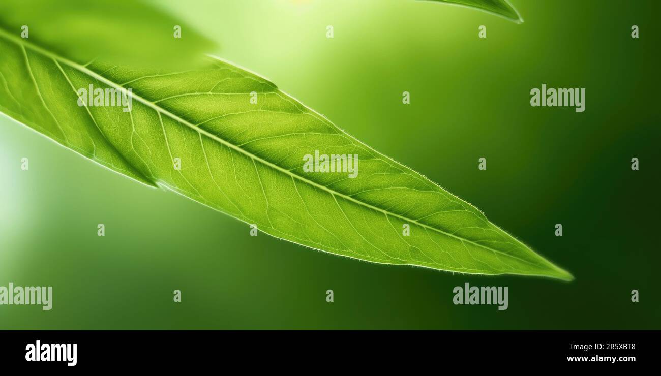 The close-up of leaf texture in green abstract nature background with a ...