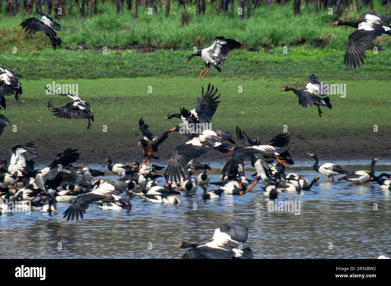 Magpie Geese, Hastie Swamp, Nth Queensland, Australia Stock Photo - Alamy